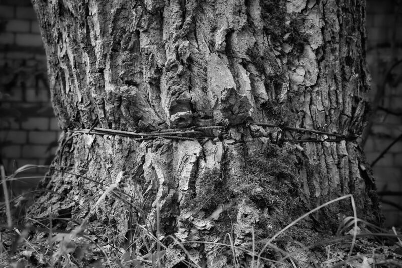 The alienation from nature - einwandeins - photography and music | berlin